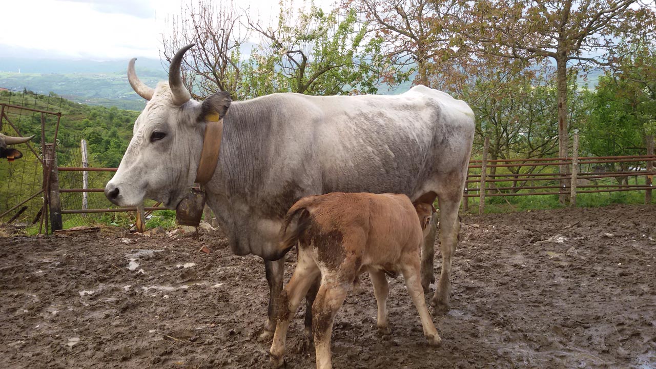 Biodiversità animale: studi e prospettive per i bovini | CREA futuro