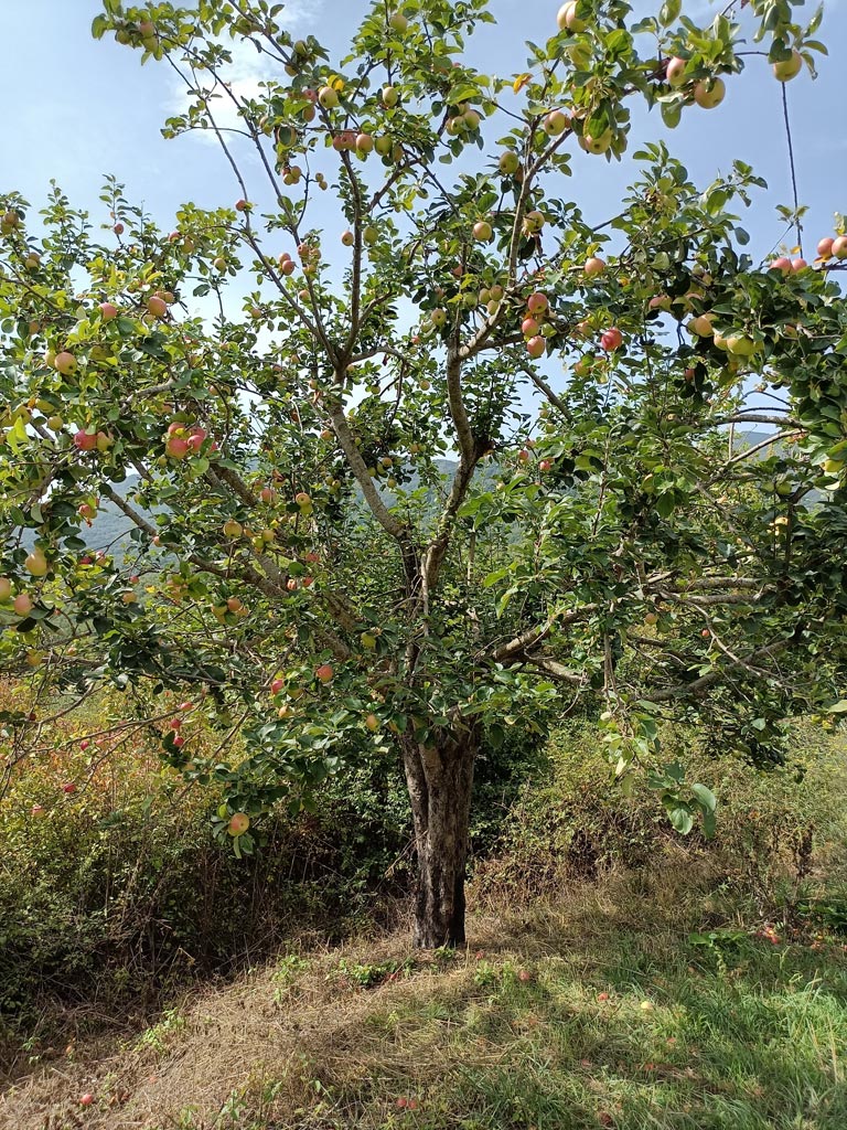 Storie di agrobiodiversità: il melo in Campania | CREA futuro