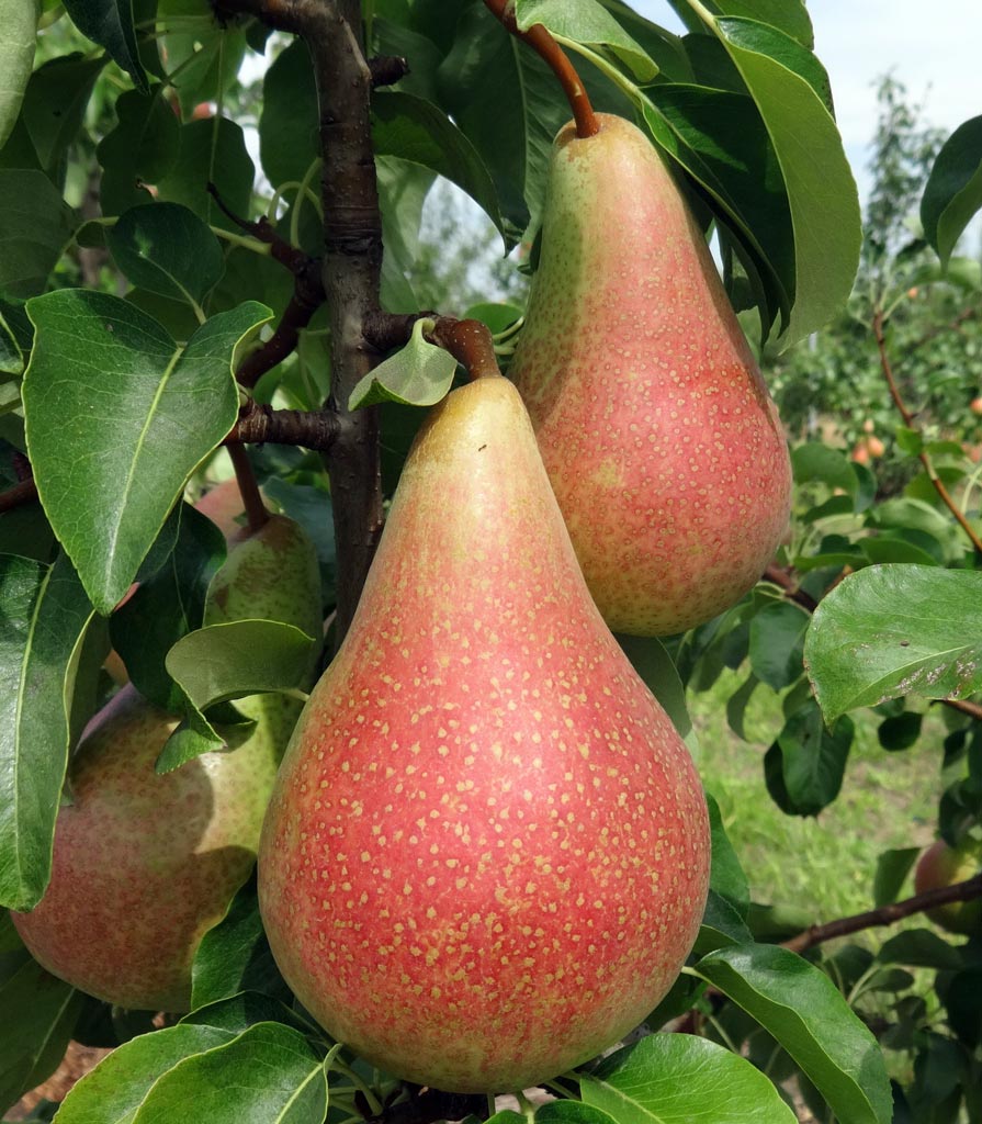 Storie di agrobiodiversità: il pero | CREA futuro