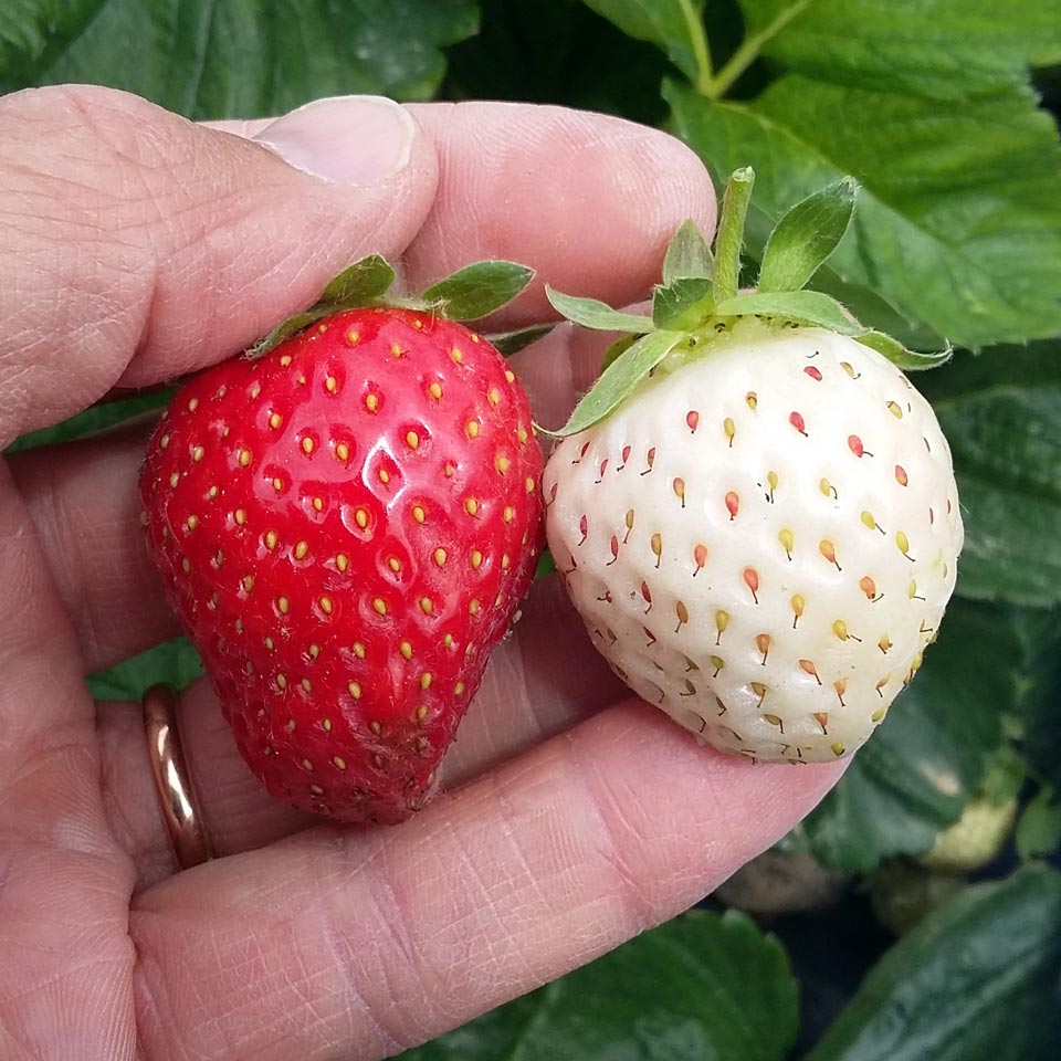 La fragola: sapori persi e ritrovati? | CREA futuro