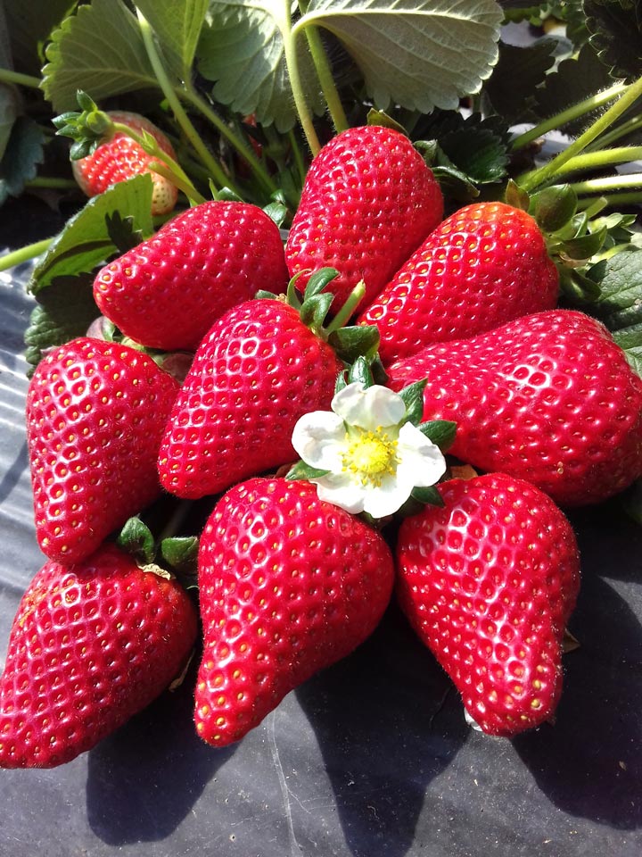 La fragola: sapori persi e ritrovati? | CREA futuro