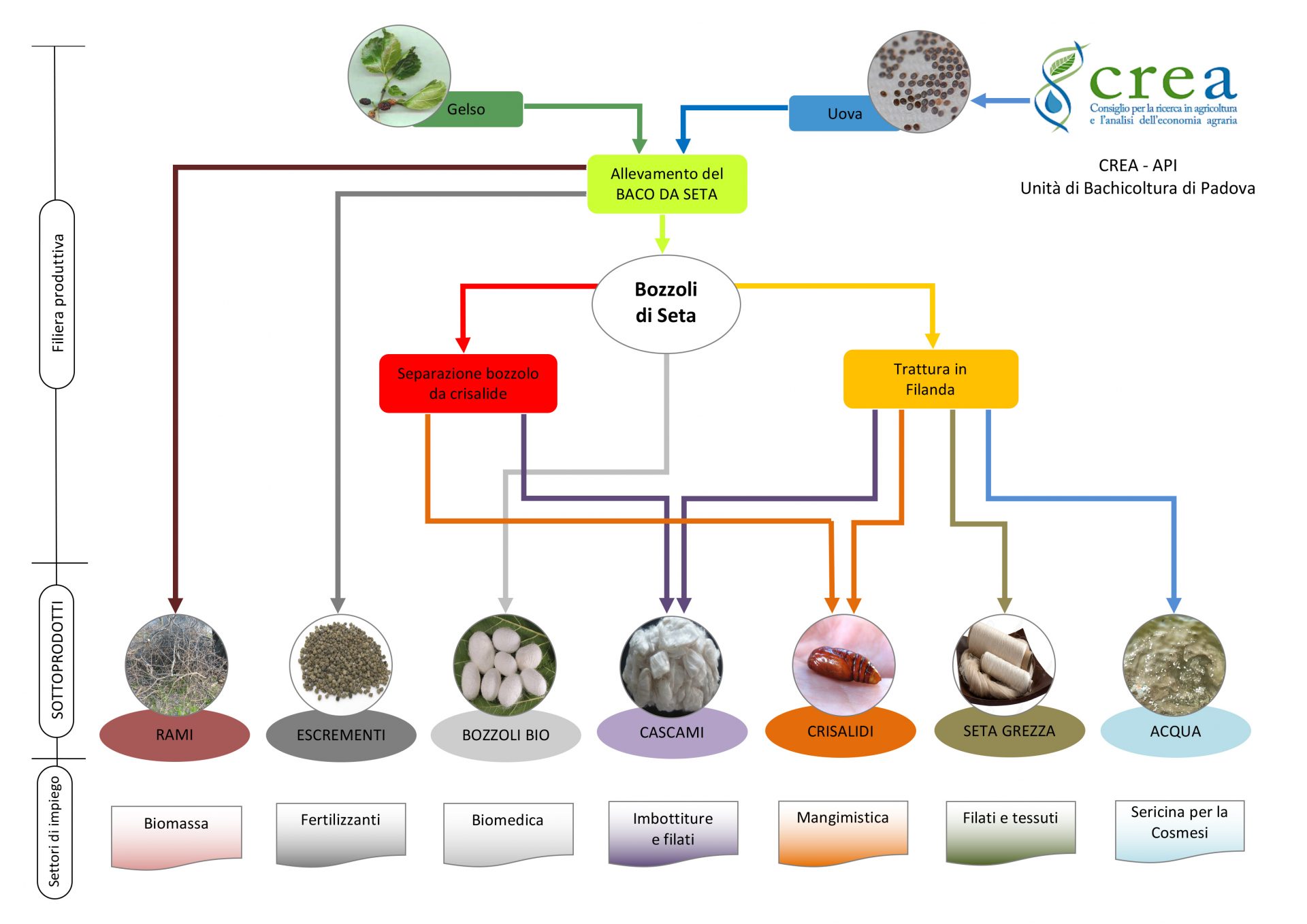 La via della seta: rilanciare una “seri-cultura” sostenibile in Italia ...
