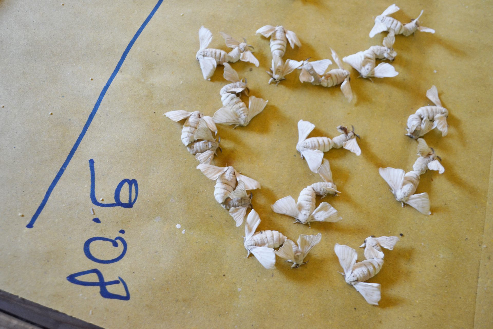 La via della seta: rilanciare una “seri-cultura” sostenibile in Italia ...