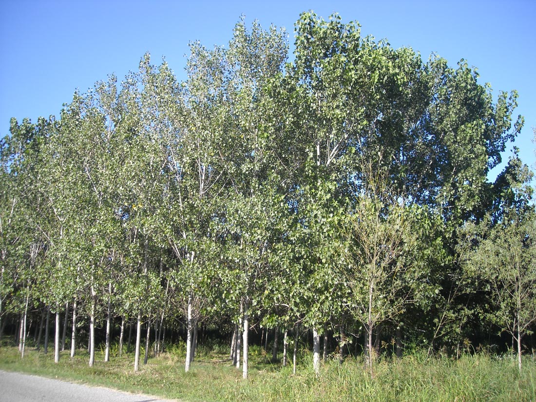 @CREA Energia con il pioppo/1, l’albero del popolo | CREA futuro