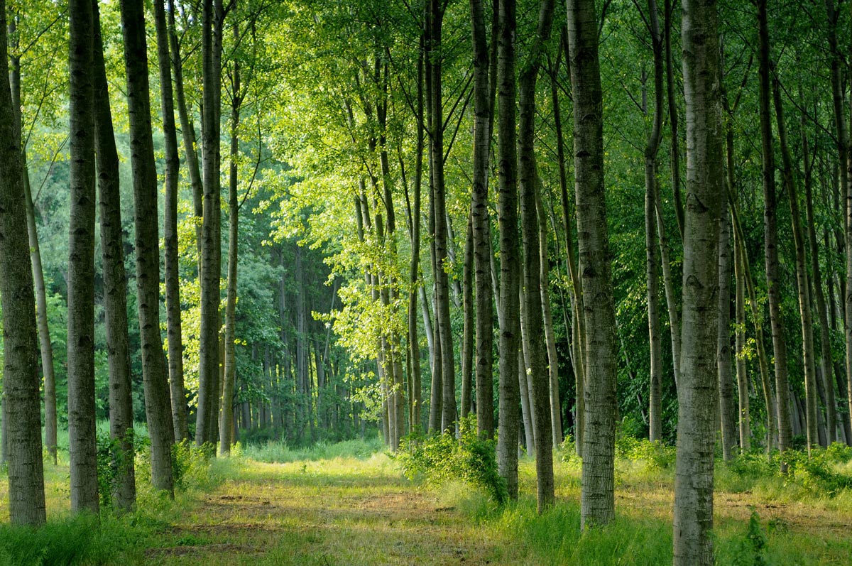 @CREA Energia con il pioppo/1, l’albero del popolo | CREA futuro
