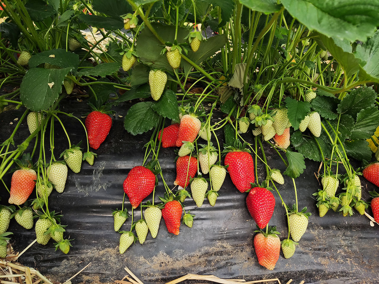 Cibo che si (r)innova/11: fragole italiane da gustare tutto l’anno ...