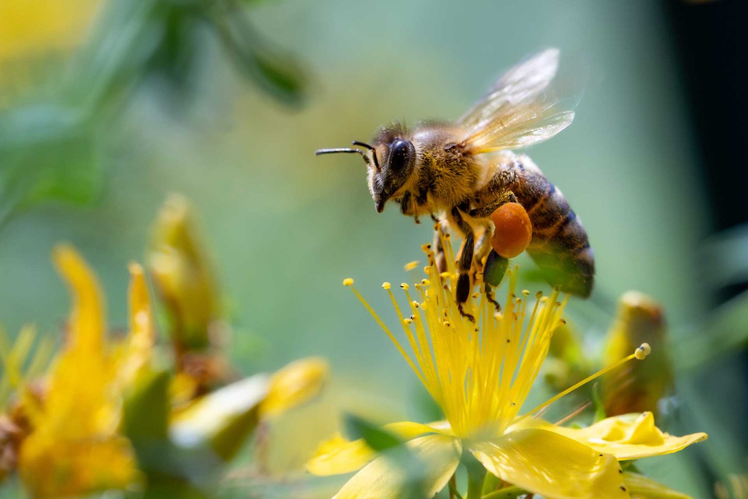 Api, insetti impollinatori e fiori: una storia d’amore | CREA futuro