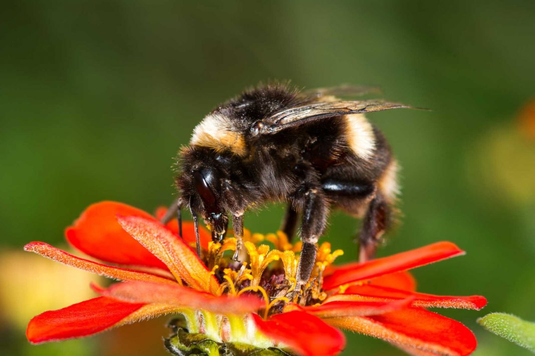 Api, insetti impollinatori e fiori: una storia d’amore | CREA futuro
