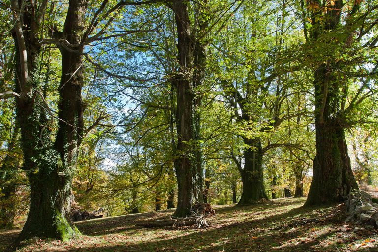 Gli alberi che non ti aspetti/2: il Castagno da frutto e da legno ...