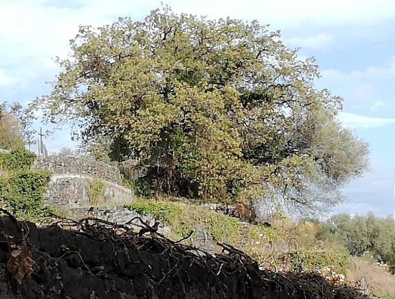Tutto un bosco in un solo albero | CREA futuro